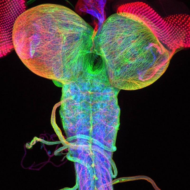 Победители конкурса Olympus BioScapes 2012 » BigPicture.ru