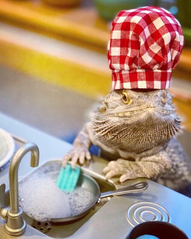 Ящерица-повар Chef Lenny the Lizard - звезда соцсетей и автор ...